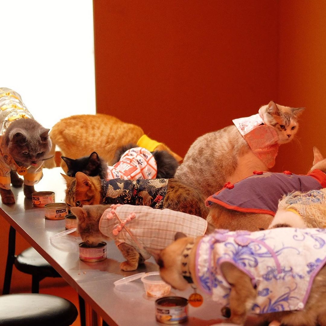 Cat Cafés in KL that Cat Lovers Must Check Out - City Kaki Media