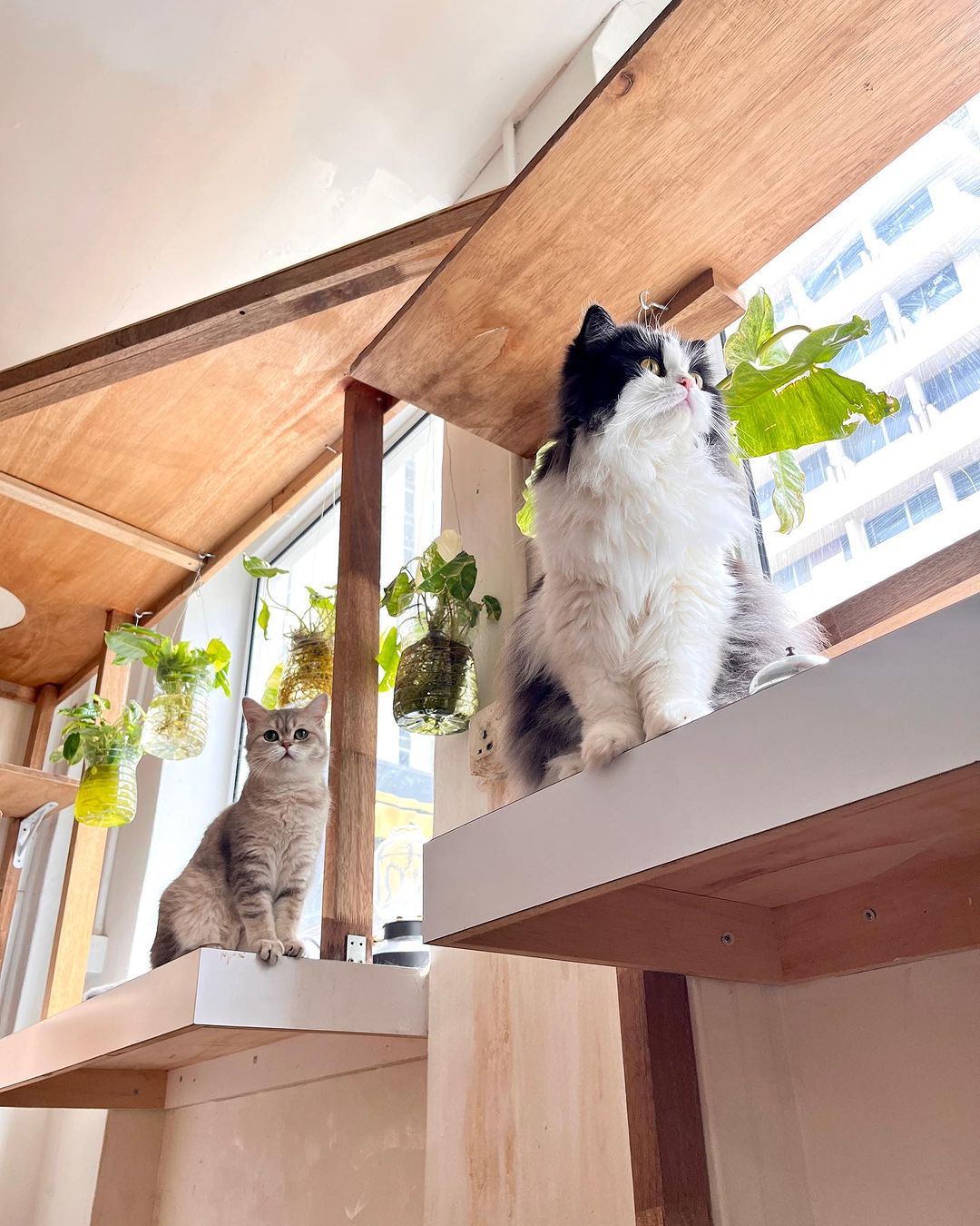 Cat Cafés in KL that Cat Lovers Must Check Out - City Kaki Media