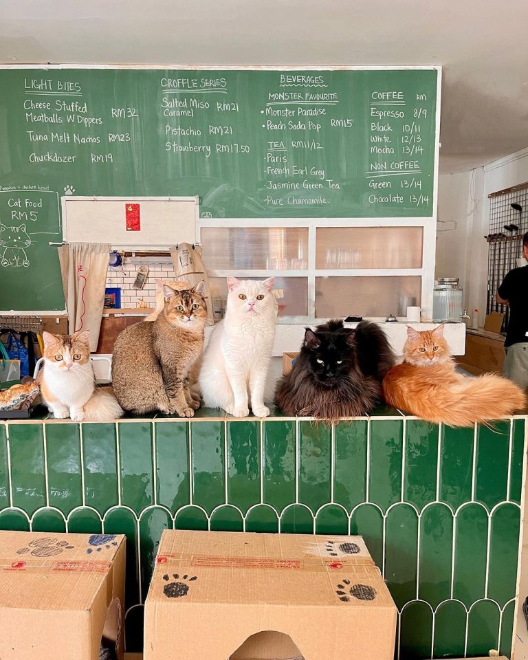 Cat Cafés in KL that Cat Lovers Must Check Out - City Kaki Media