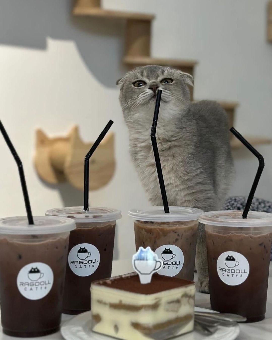 Cat Cafés in KL that Cat Lovers Must Check Out - City Kaki Media