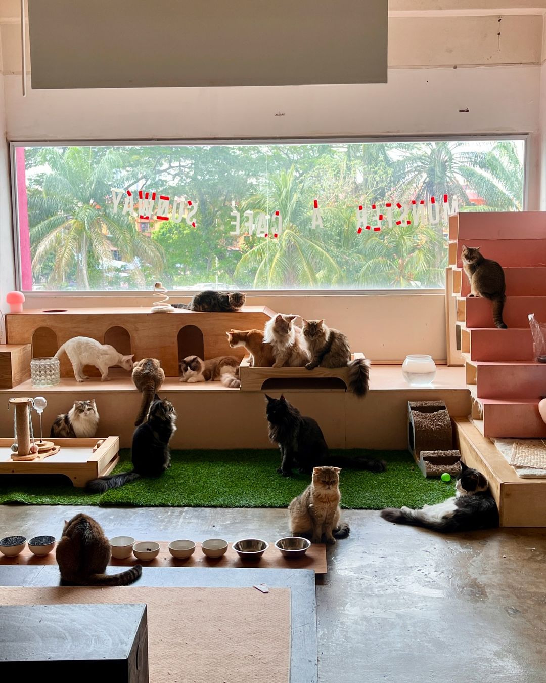 Cat Cafés in KL that Cat Lovers Must Check Out - City Kaki Media