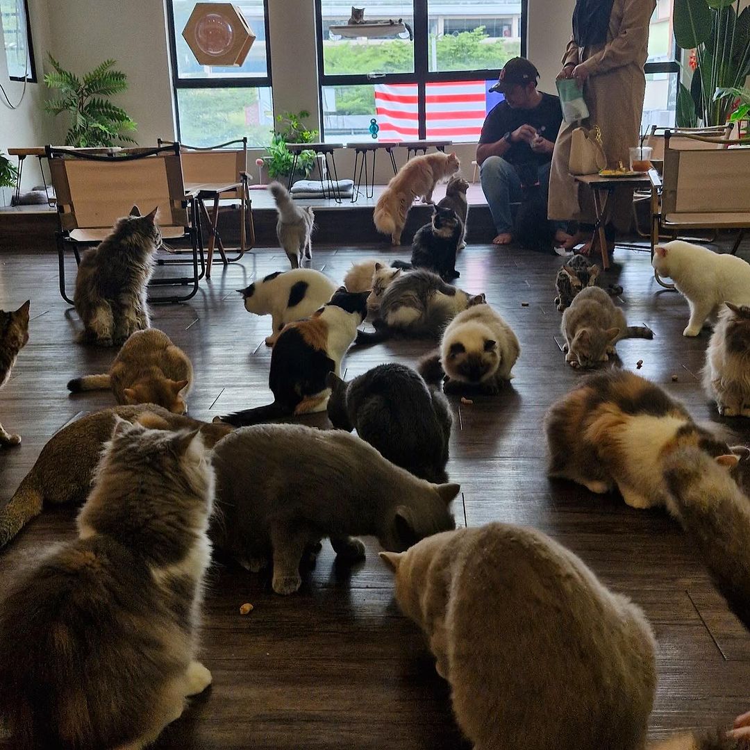 Cat Cafés in KL that Cat Lovers Must Check Out - City Kaki Media